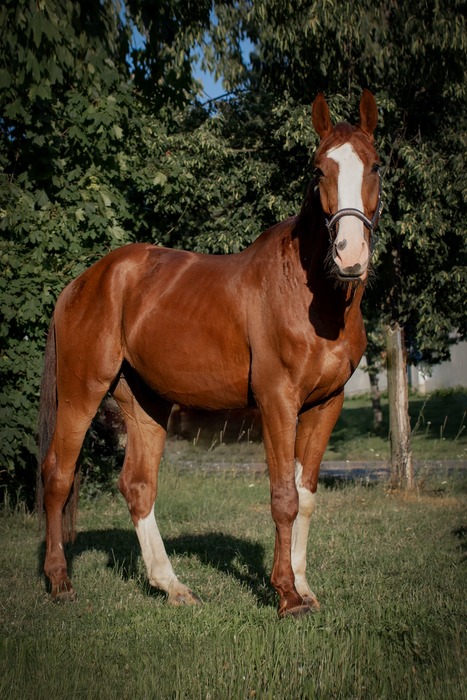 Naši koně :: Jizdynakonich